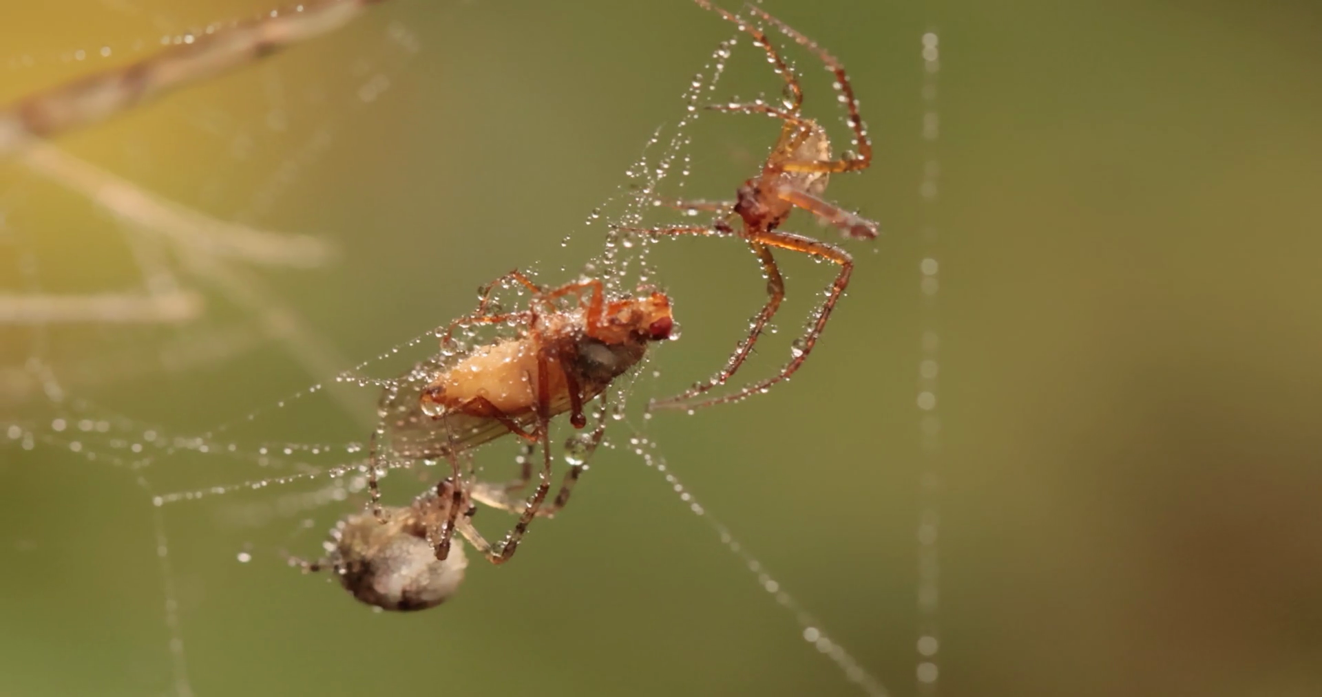 Close up macro shot of a two spiders fight for the captured victim ...