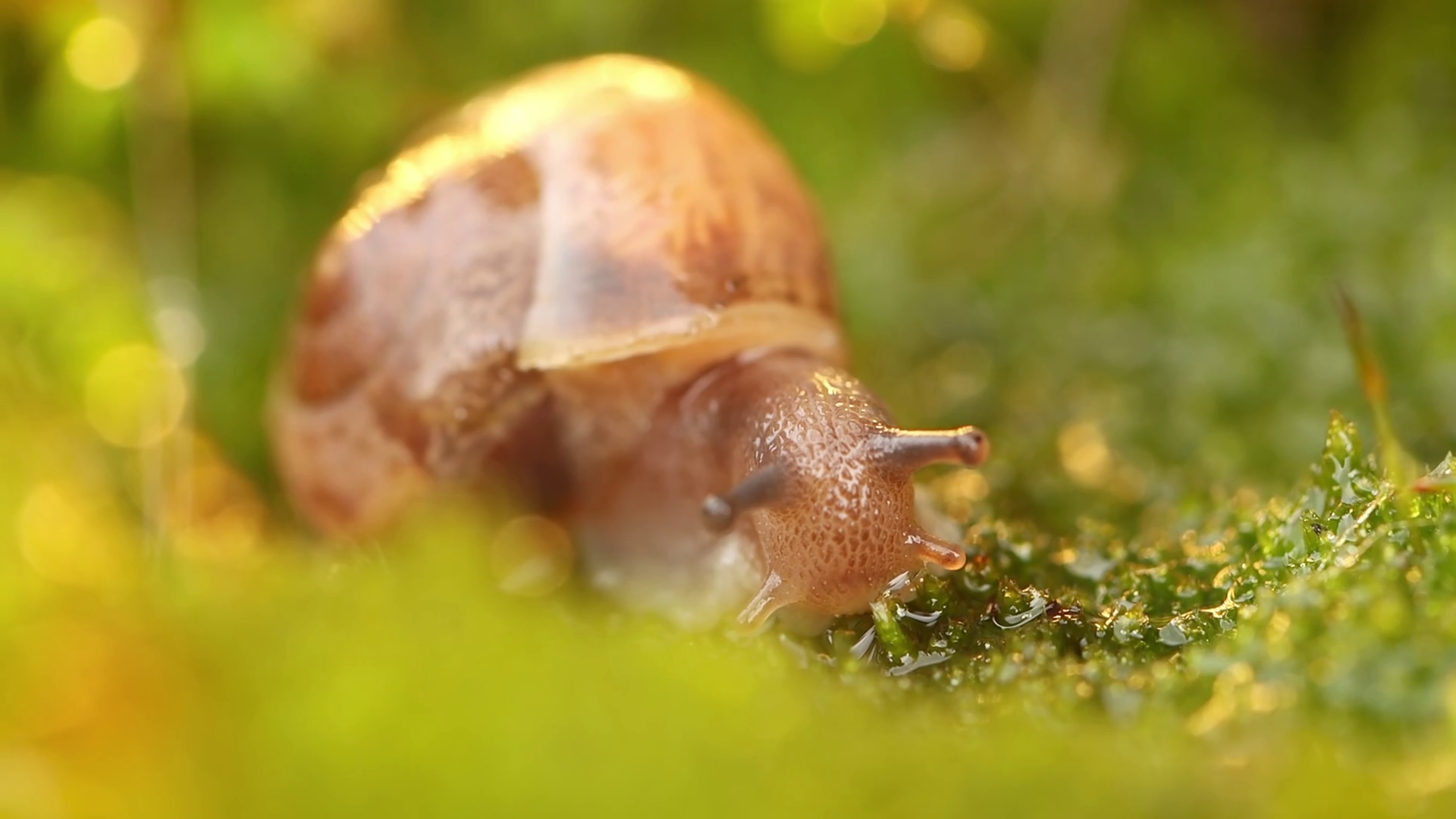 Close-up Of Snail Slowly Creeping In Sunset Stock Footage SBV-338793738 ...
