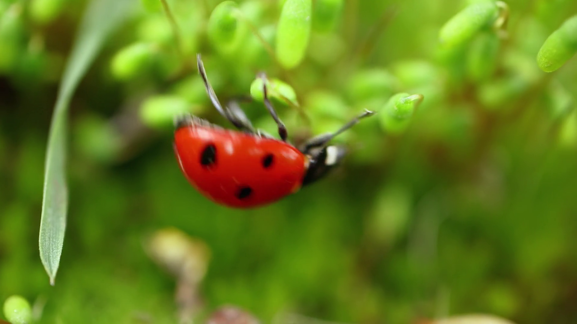 Close-up Wildlife Of Ladybug In Green Grass Stock Footage SBV-338655784 ...