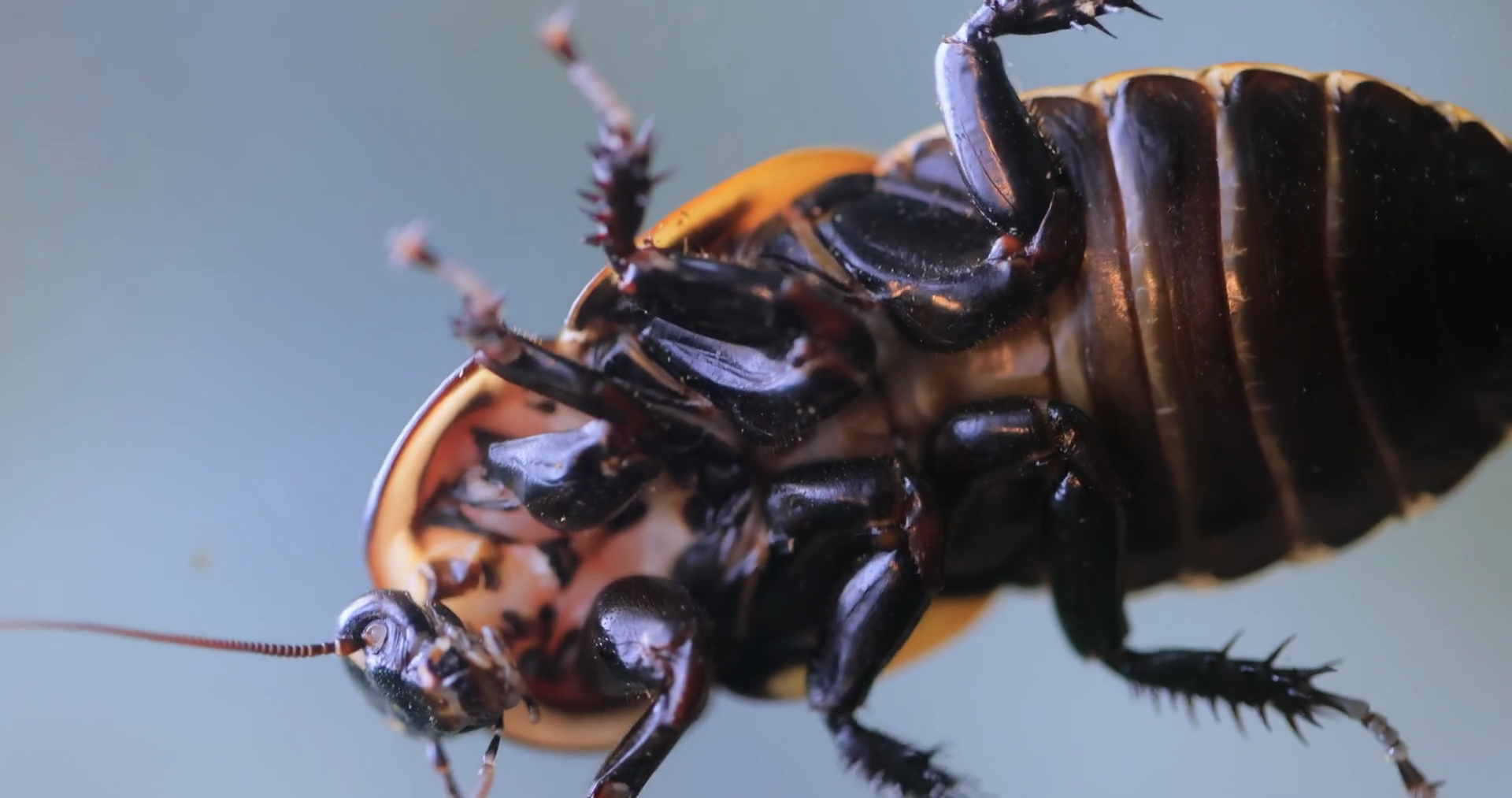 Cockroach Crawling On Glass Lucihormetica Is Stock Footage SBV ...