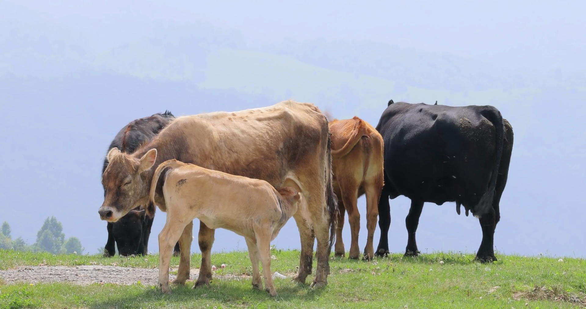 Cows Together Grazing In Field Cow Feeding Stock Footage SBV-346889407 ...