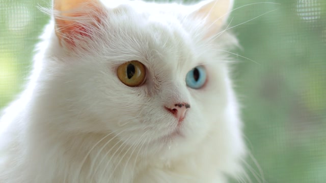 Albino Cat Stock Footage: Royalty-Free Video Clips - Storyblocks