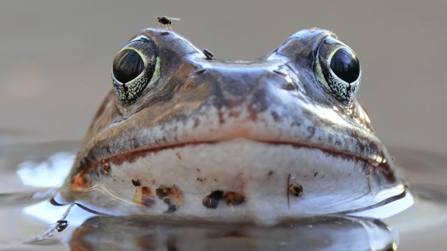 Female Smiling Stock Footage: Royalty-Free Video Clips - Storyblocks