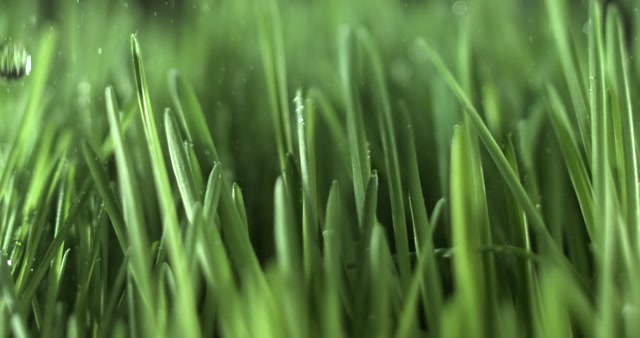 Animated Grass Stock Footage: Royalty-Free Video Clips - Storyblocks