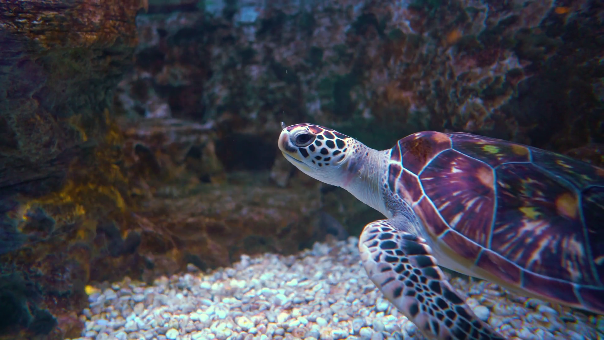 Green Sea Turtle (chelonia Mydas) Also Known Stock Footage SBV ...