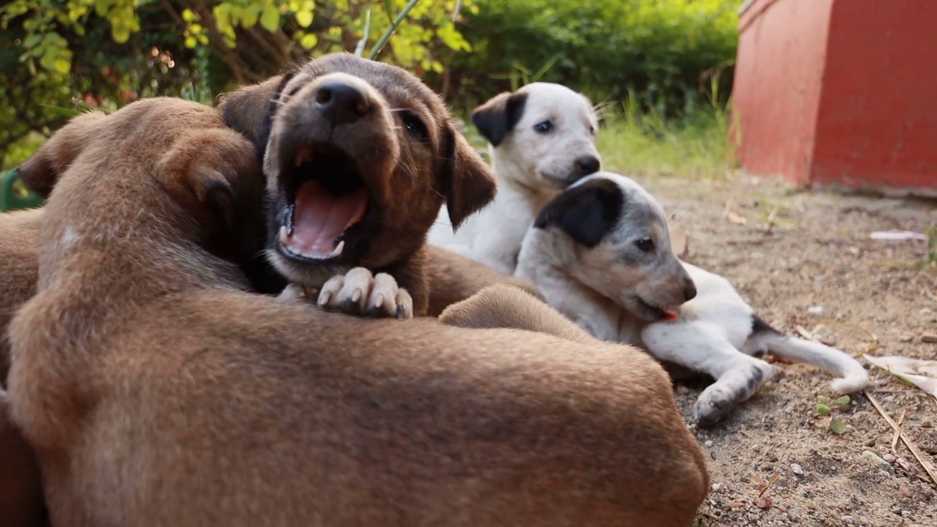 Homeless Puppies On Streets Of City Stock Footage SBV-337958557 ...