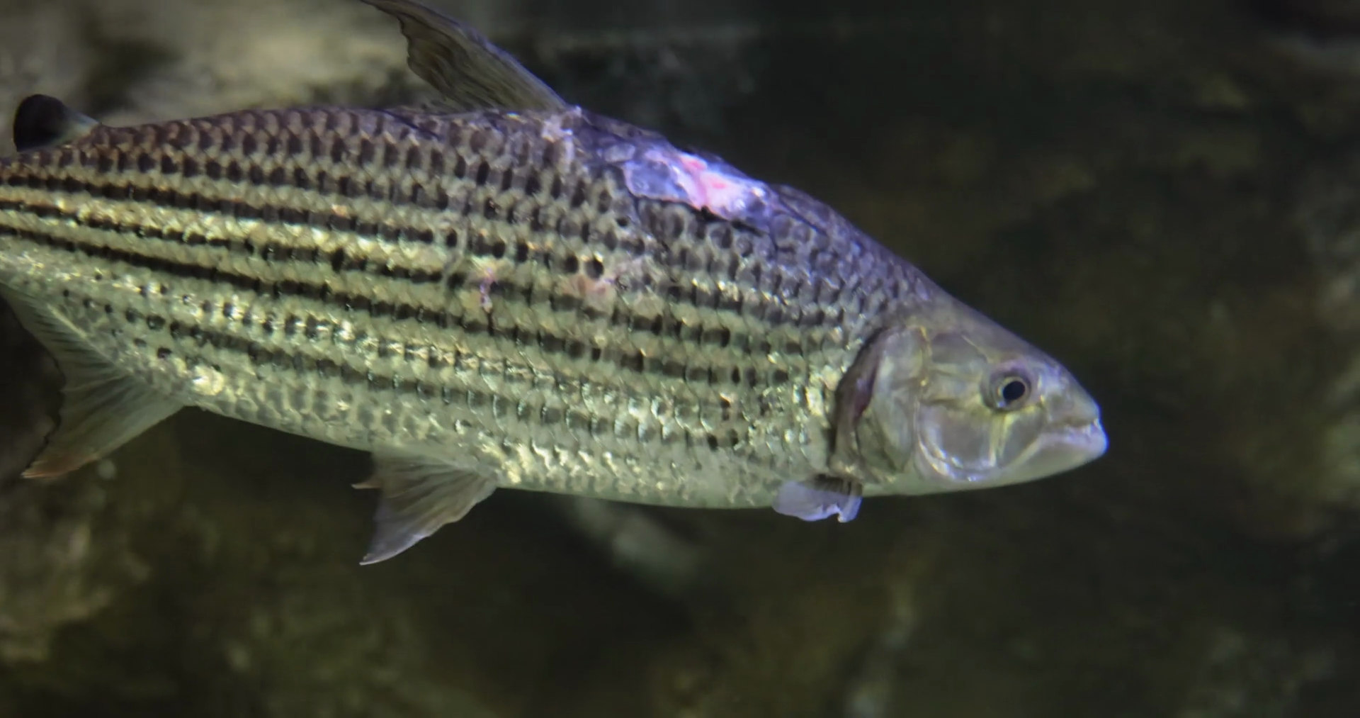 Hydrocynus goliath, also known as the goliath tigerfish, giant ...