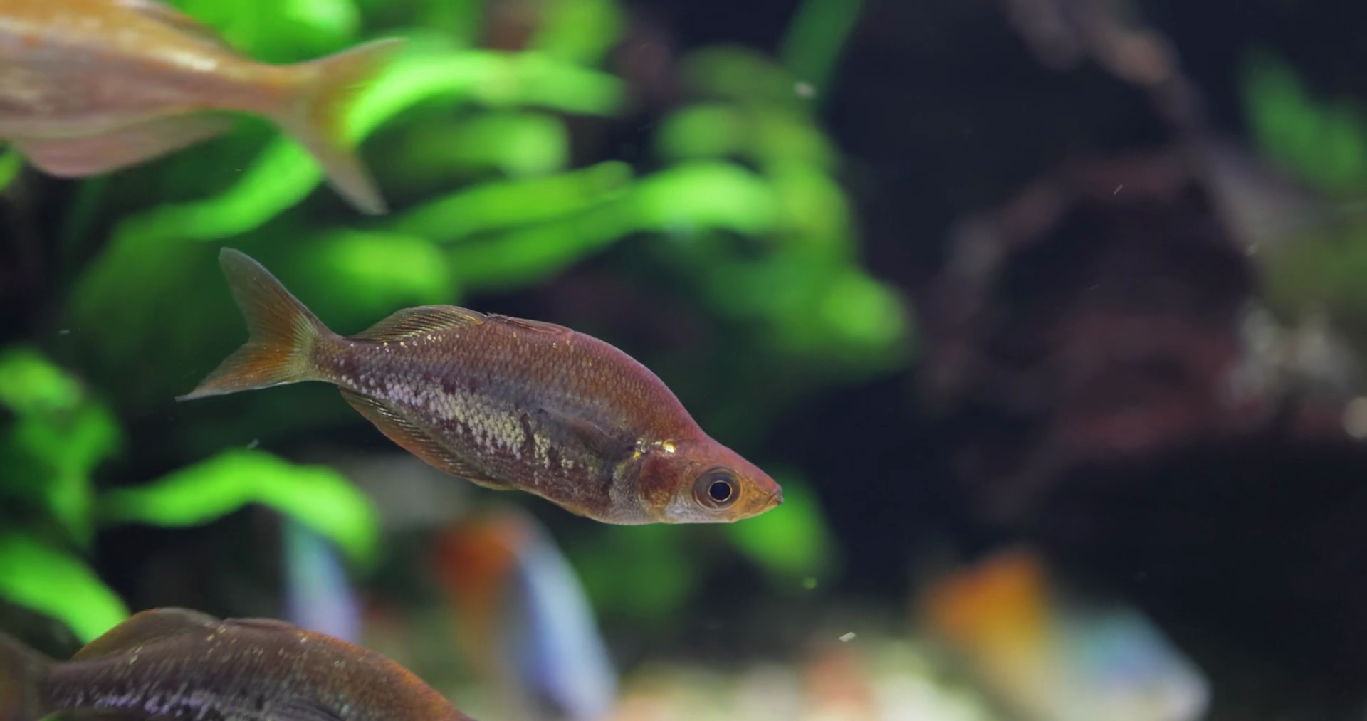 Hydrocynus goliath, also known as the goliath tigerfish, giant ...