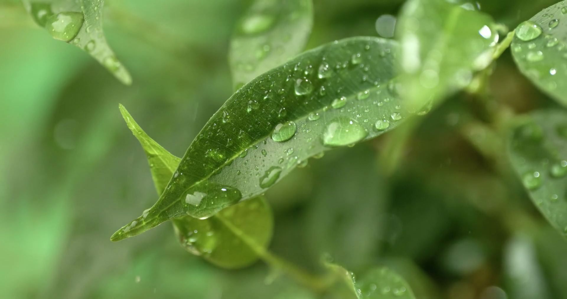 Close Up Of Raindrops In Super Slow Motion Stock Footage SBV-348844311 ...