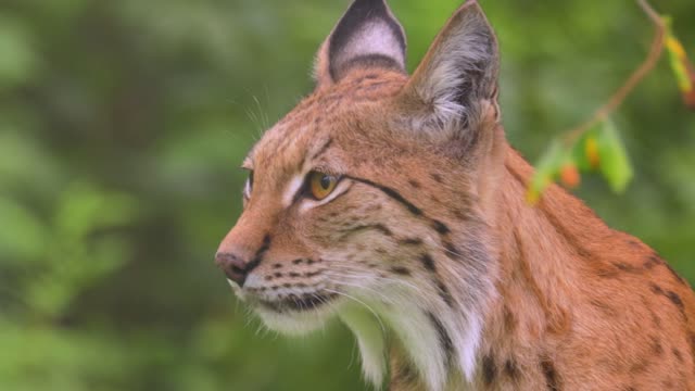 Lynx Eyes Stock Footage: Royalty-Free Video Clips - Storyblocks