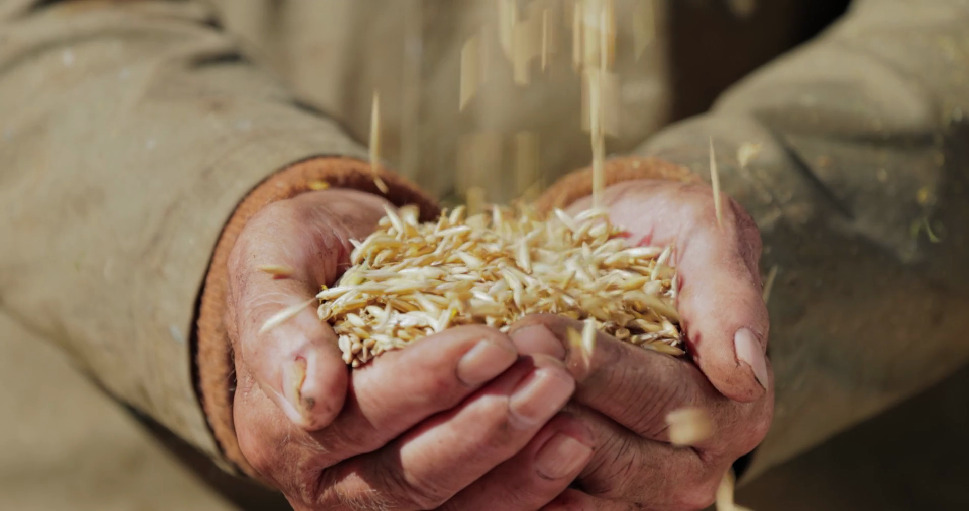 Farmer Inspects Crop Of Hands Hold Ripe Oat Stock Footage SBV-348509418 ...