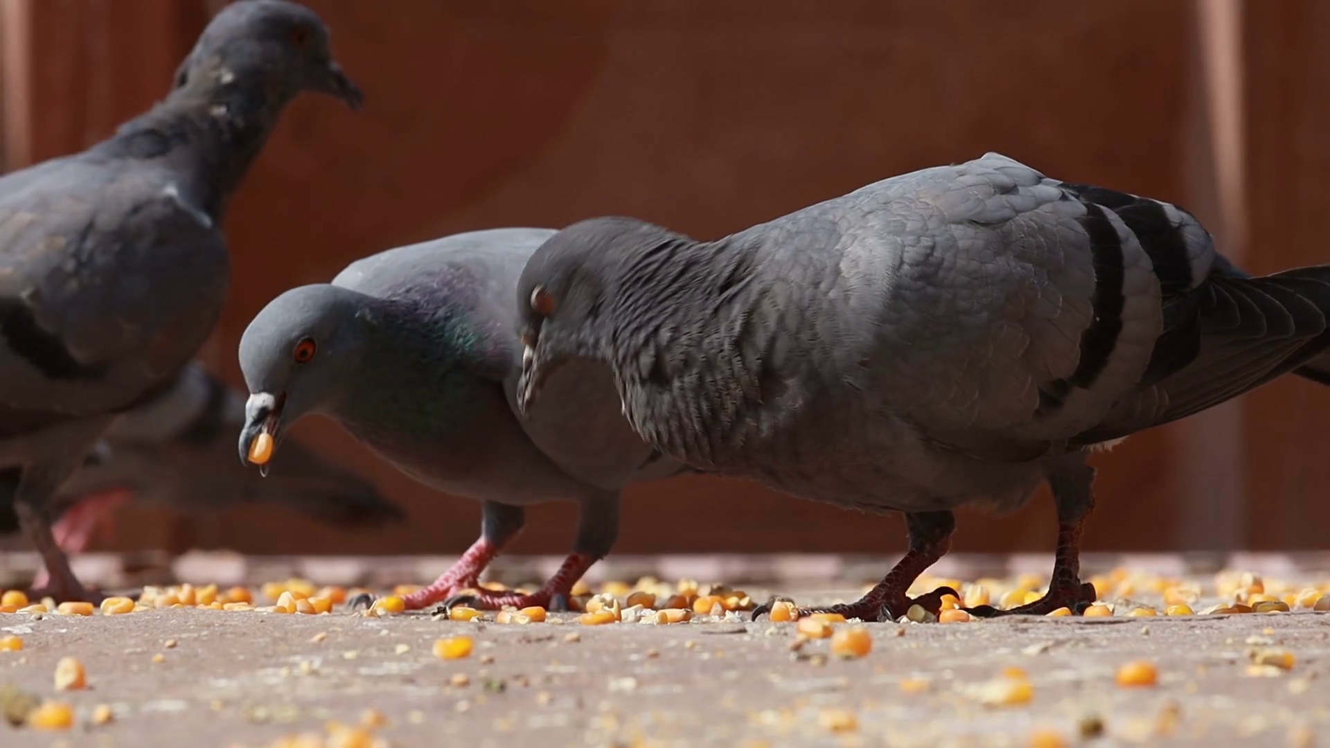 Pigeons On Walking Street Slow Motion Move Stock Footage SBV-338160790 ...