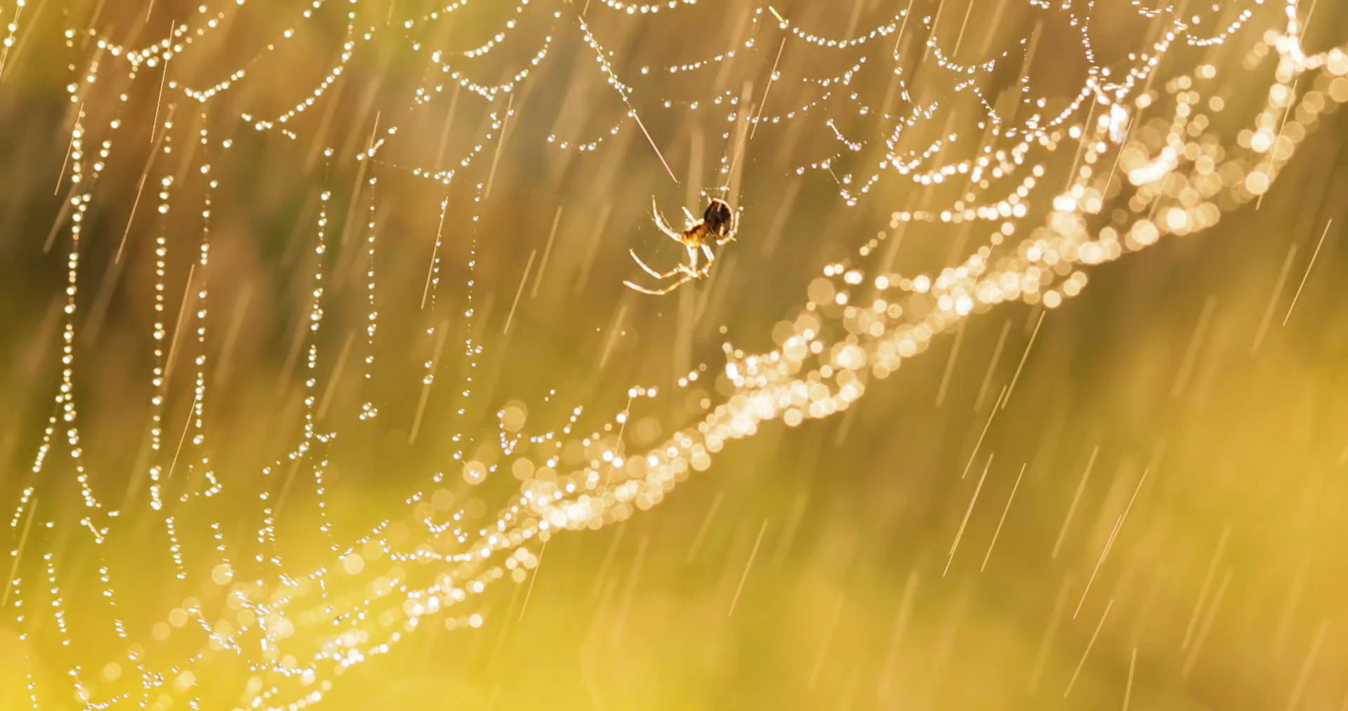 Rain In Forest At Sunset Dewdrops On Cobwebs Stock Footage SBV ...