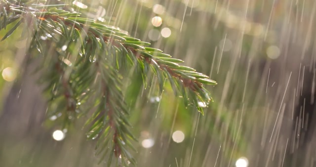 Download Rain Video Clips - Royalty Free Stock Footage