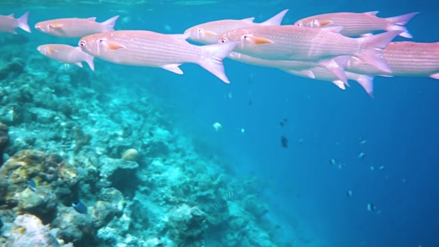 Loop Fish Stock Footage: Royalty-Free Video Clips - Storyblocks