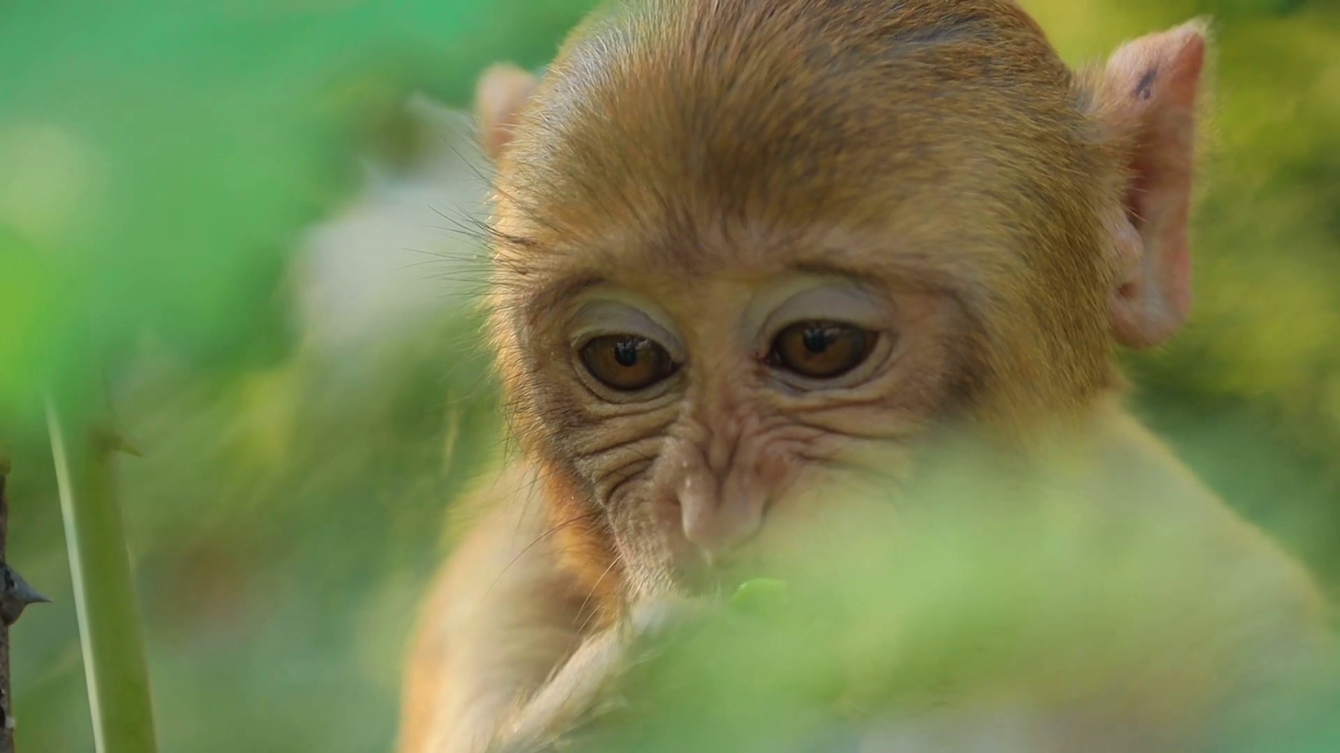 Rhesus Macaque (macaca Mulatta) In Slow Stock Footage SBV-338002161 ...