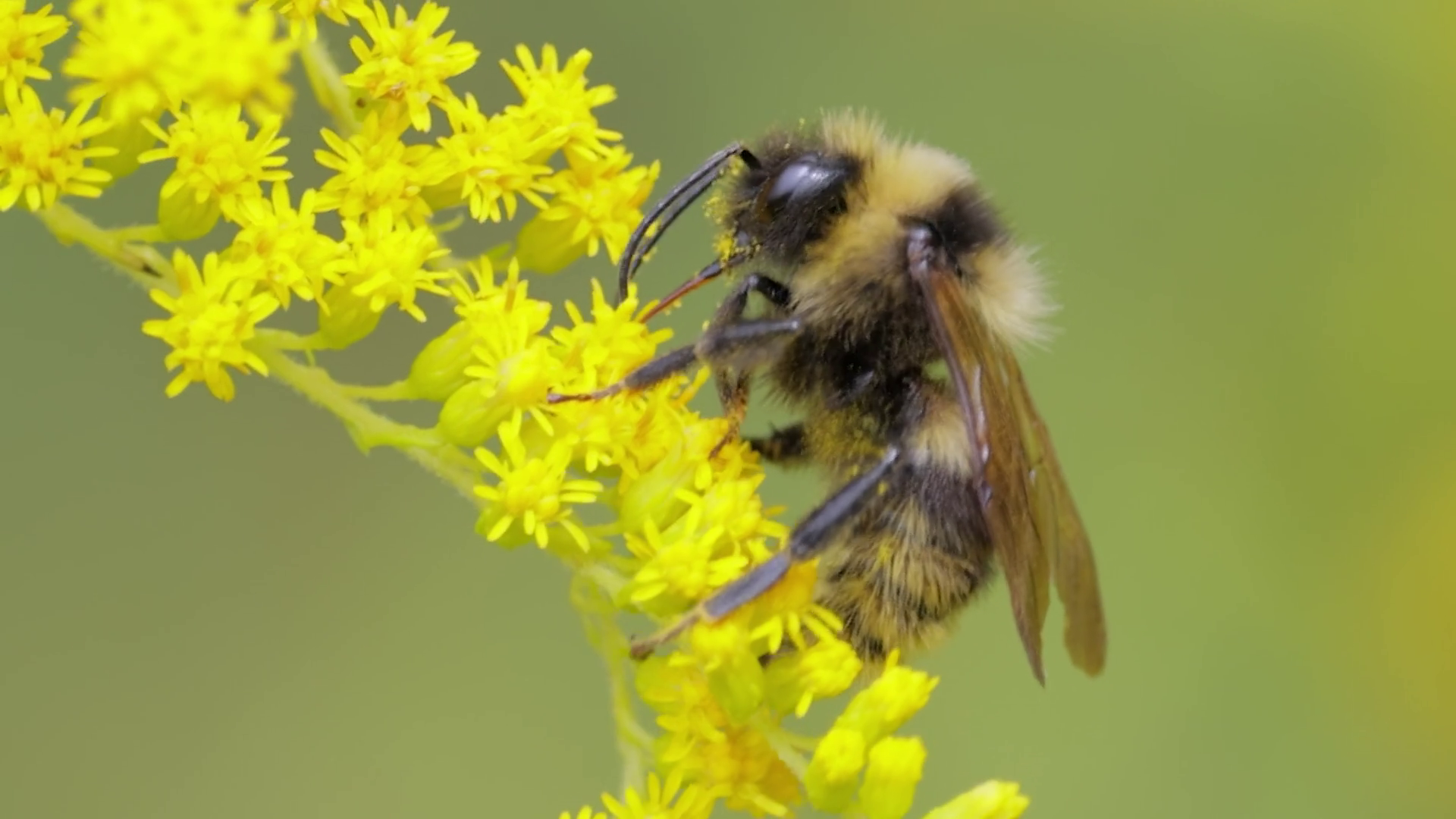 Shaggy Bumblebee Pollinating Collects Nectar Stock Footage SBV ...