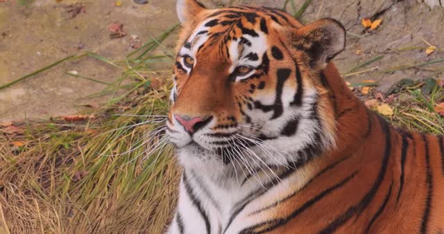 Man Yawn Stock Footage: Royalty-Free Video Clips - Storyblocks