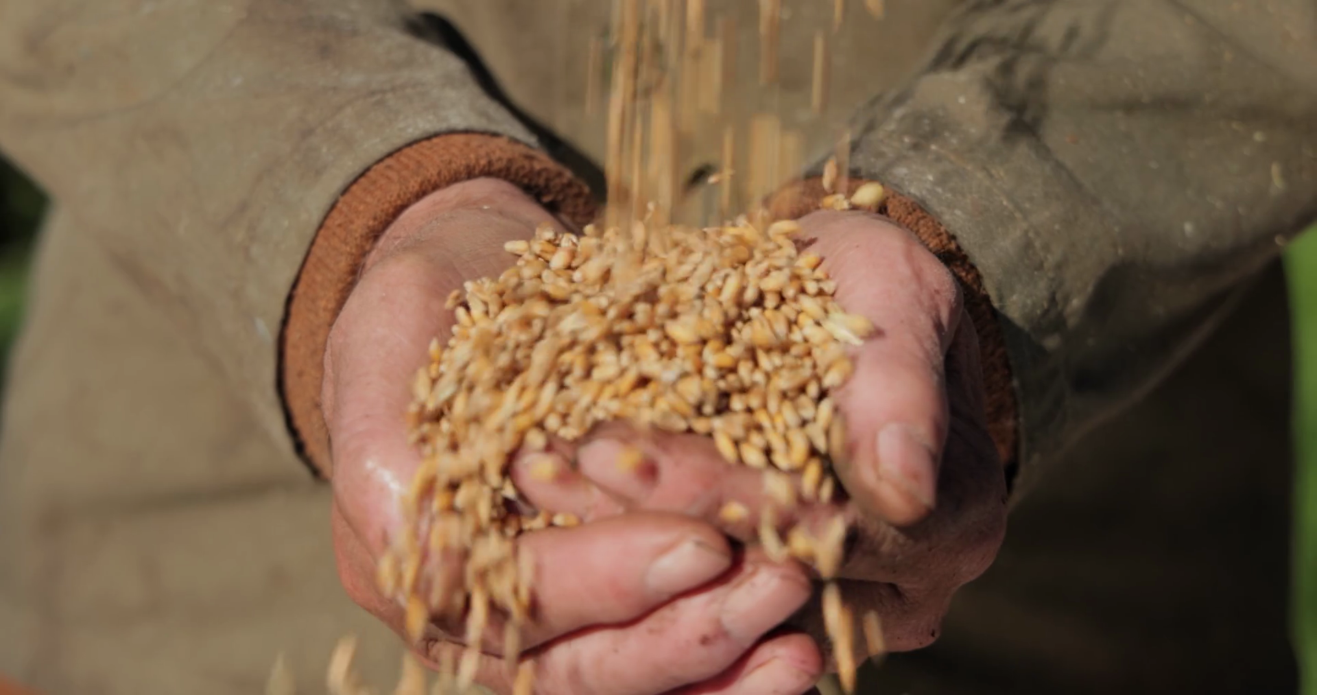Farmer inspects his crop, hands hold ripe wheat seeds. Stock Video ...