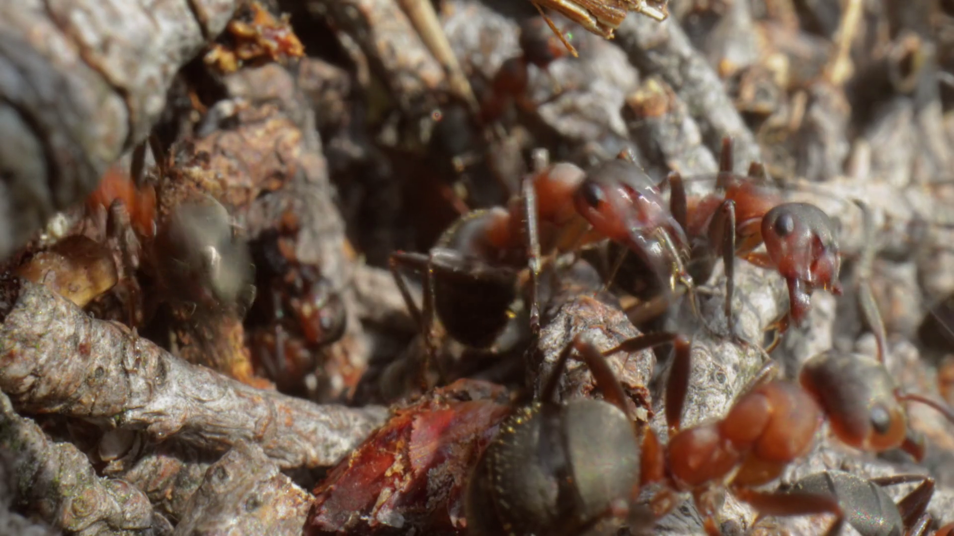 Wild Ant Hill In Forest Super Macro Close-up Stock Footage SBV ...