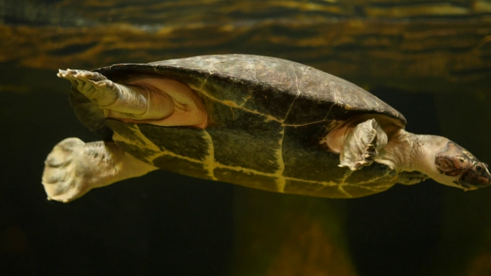 A Large Turtle Swimming Through Water Stock Footage SBV-305359491 ...