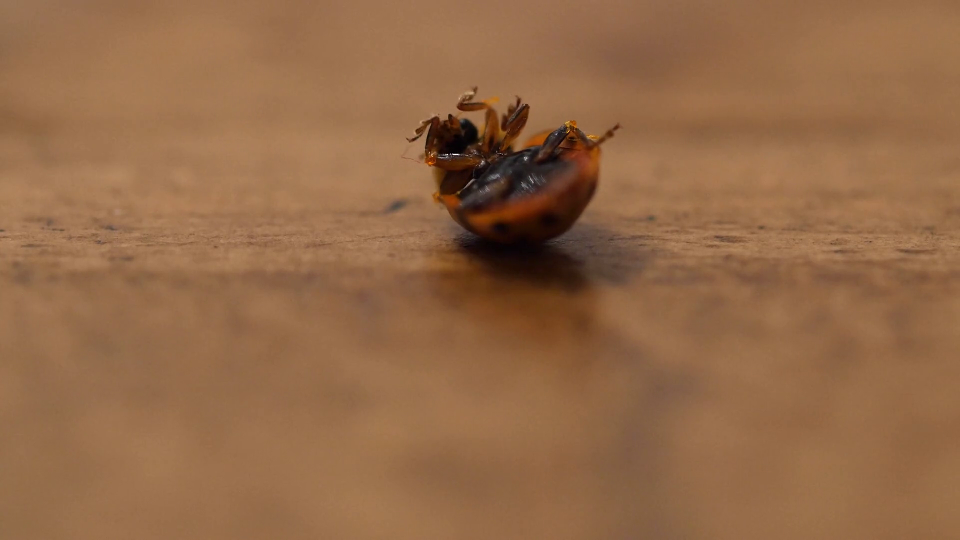 A Macro Shot Of Lady Bug On Back On Wood Stock Footage SBV-303259103 ...