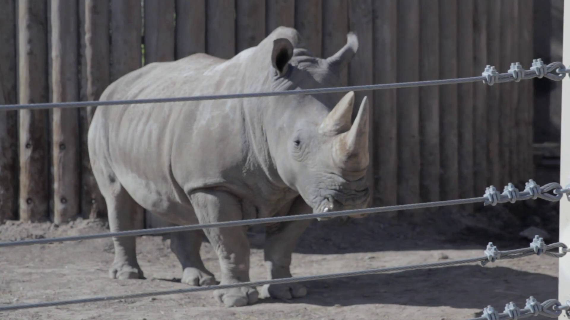 A Rhino At Zoo In Captivity Stock Footage SBV-301024176 - Storyblocks