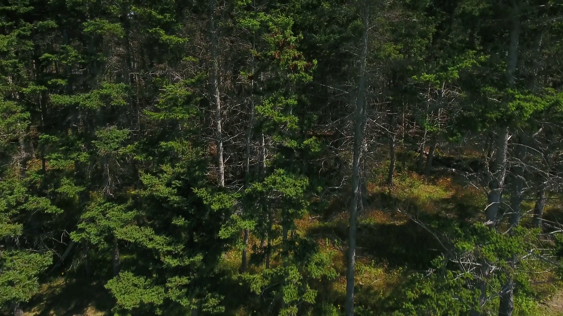 Aerial Shot Of Tops Of Pine Tree Forest Stock Footage SBV-308706311 ...