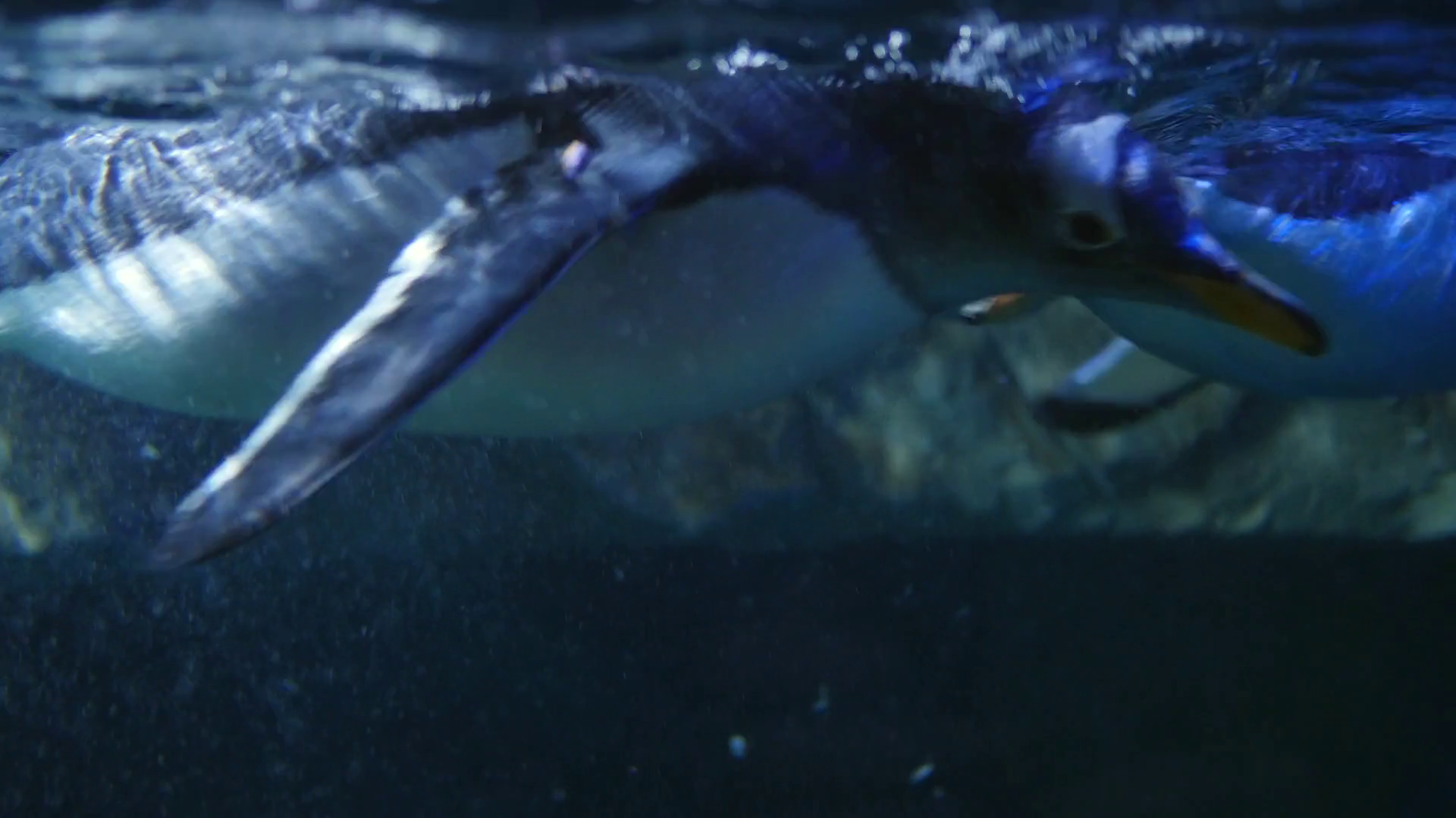 Gentoo Penguins Swimming Through Water Stock Footage SBV-305359744 ...
