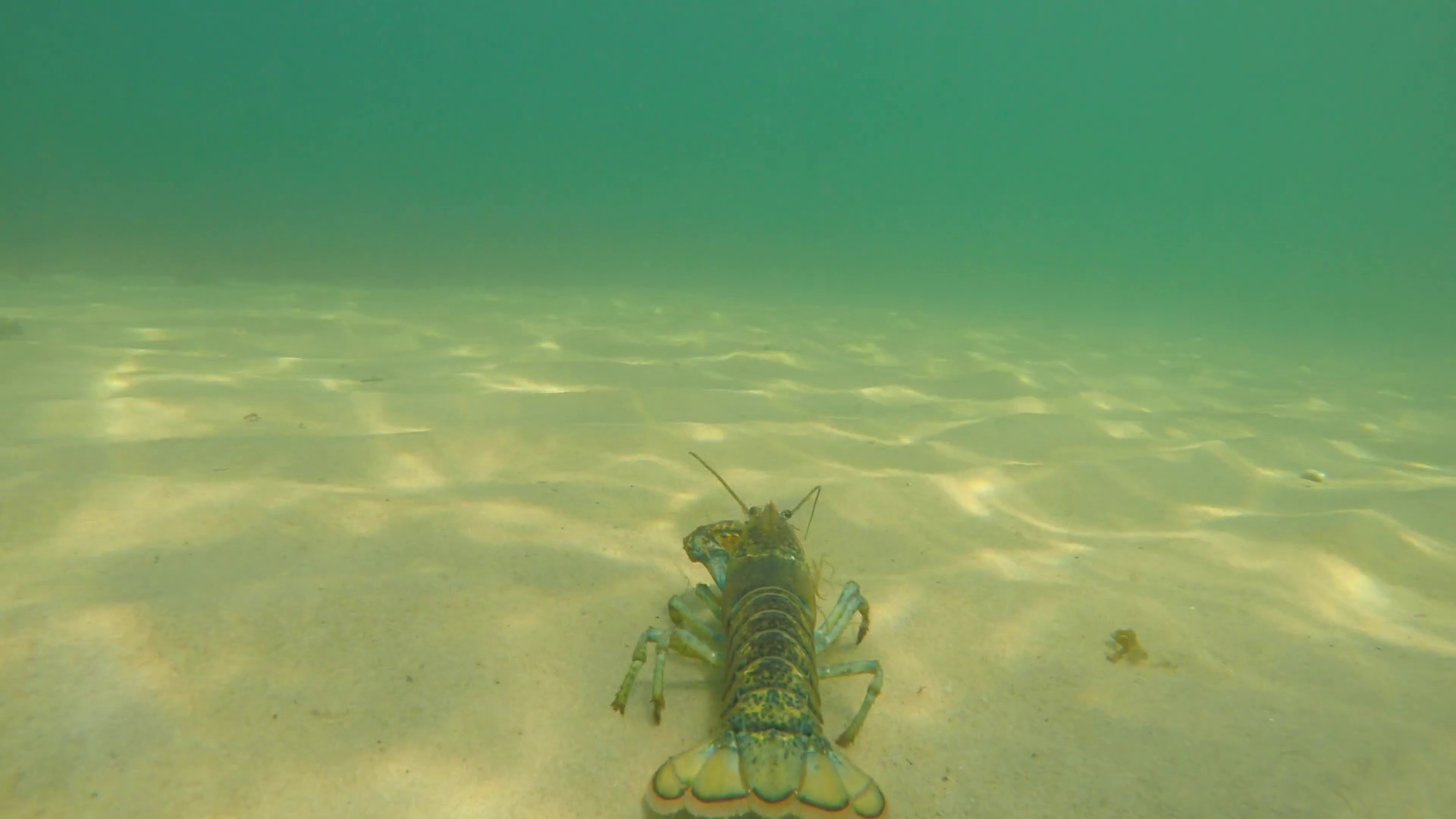 Underwater Shot Of Lobster Walking On Sand Stock Footage SBV-303691597 ...