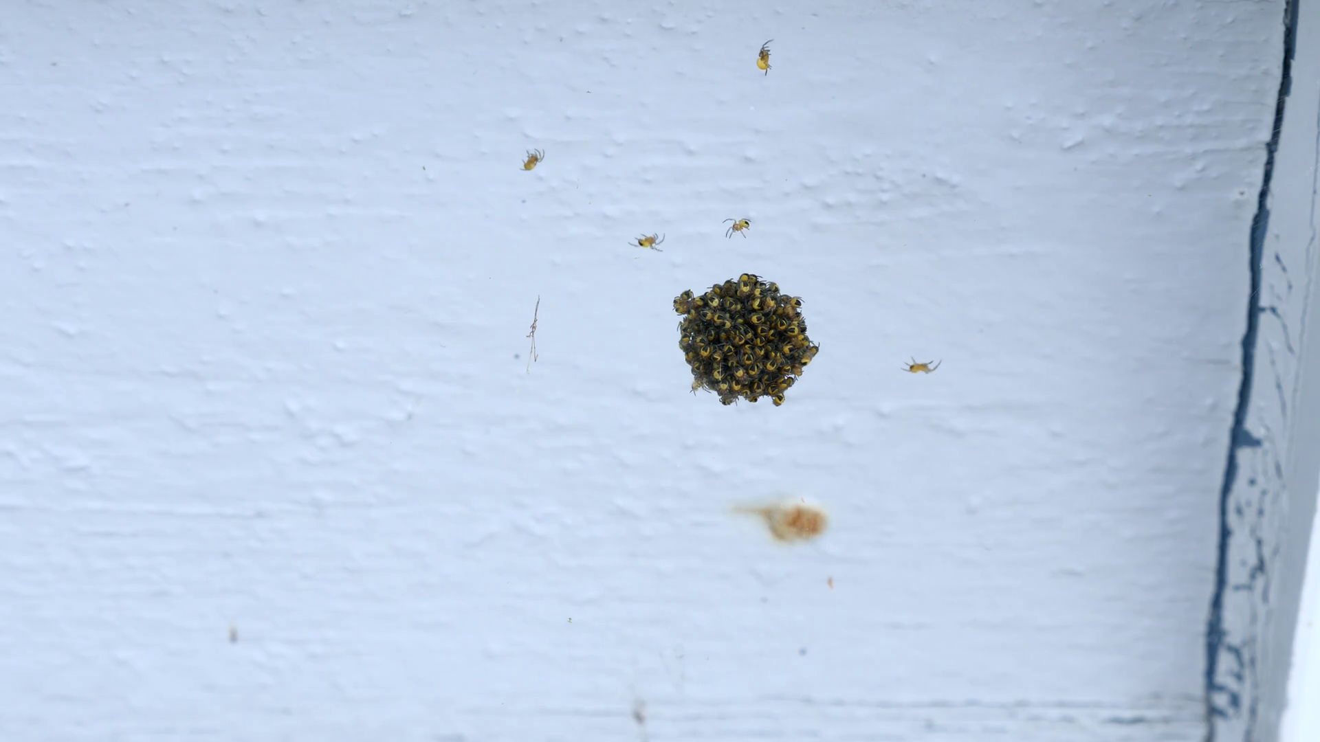 A Group Of Tiny Baby Spiders Together In Ball Stock Footage SBV ...
