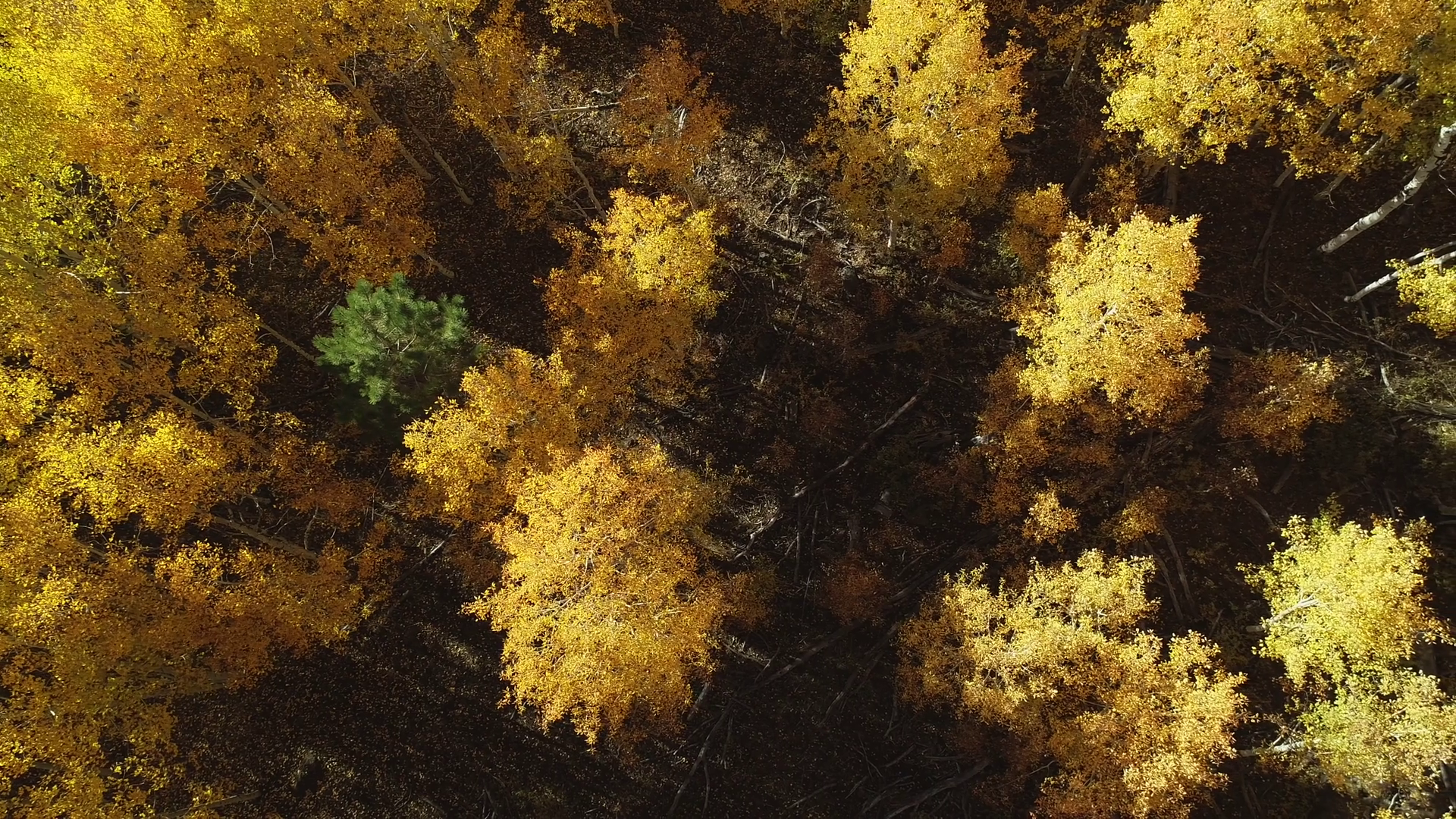 Aerial Cool View Looking Down On Yellow Aspen Trees In A Forrest Stock ...