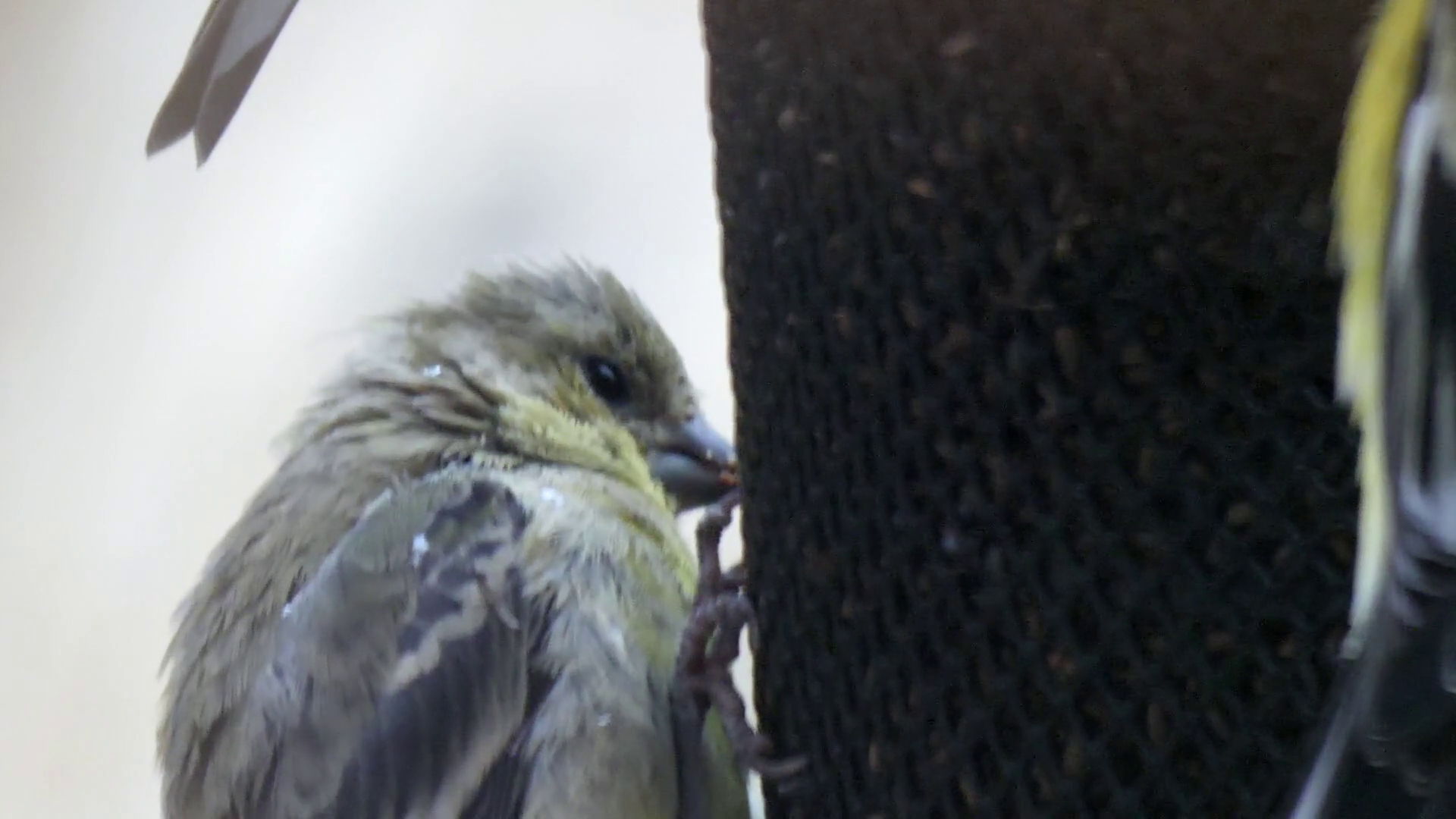 Finches Enjoying Seeds On Bird Feeder Stock Footage SBV-347695440 ...