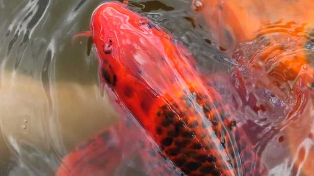 Coy Fish Stock Footage: Royalty-Free Video Clips - Storyblocks
