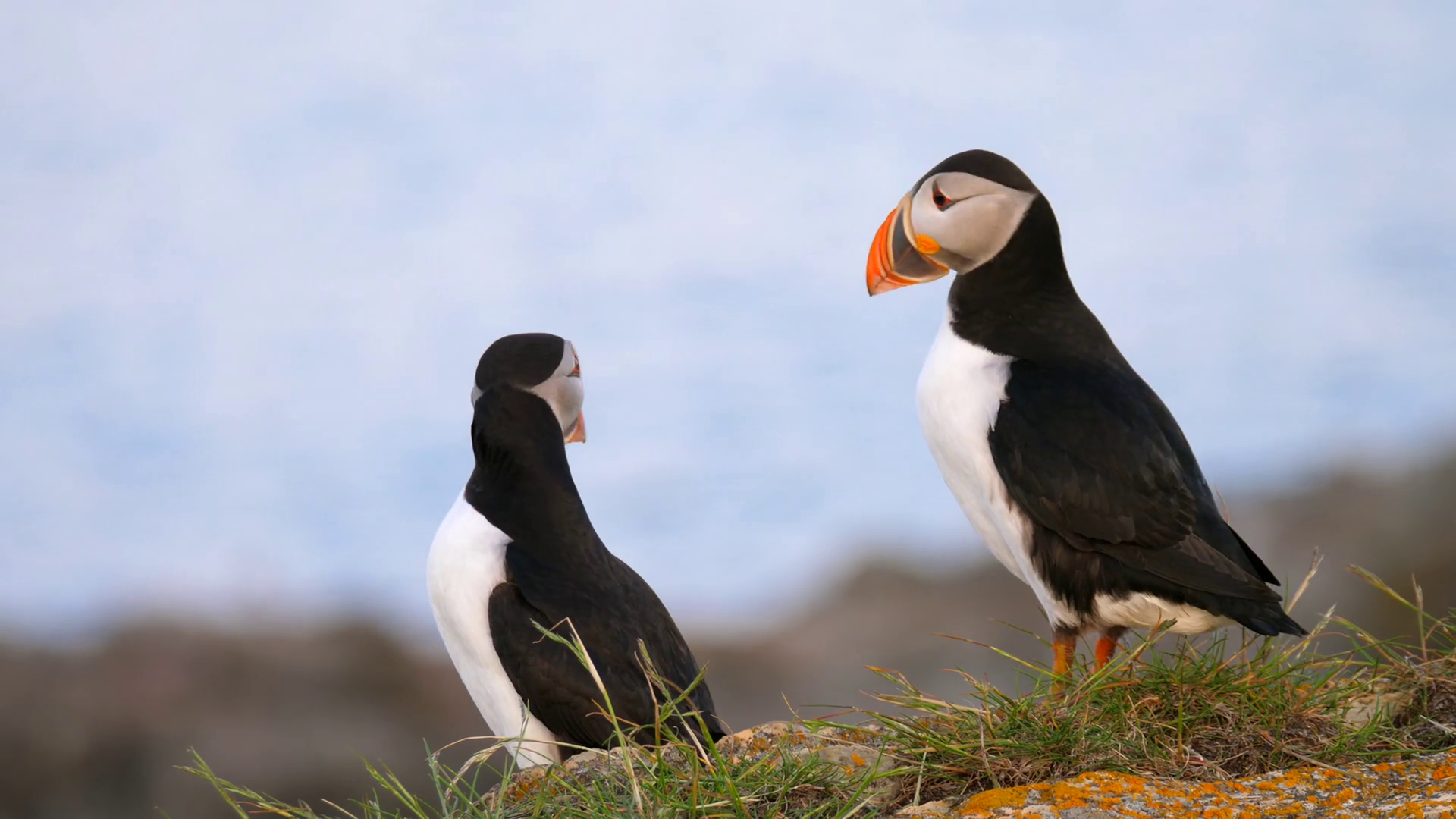 Puffins On Island In Newfoundland Stock Footage SBV-316699991 - Storyblocks