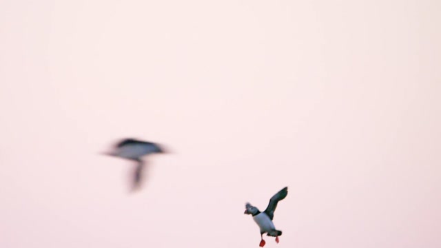 Bird Flying Toward Camera Stock Footage: Royalty-Free Video Clips ...