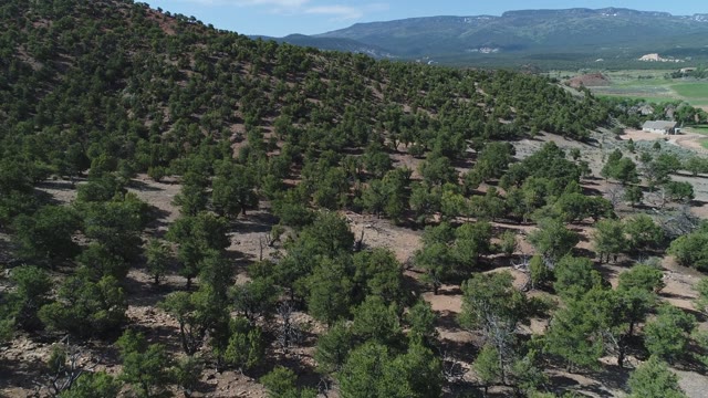 Juniper Tree Stock Footage: Royalty-Free Video Clips - Storyblocks