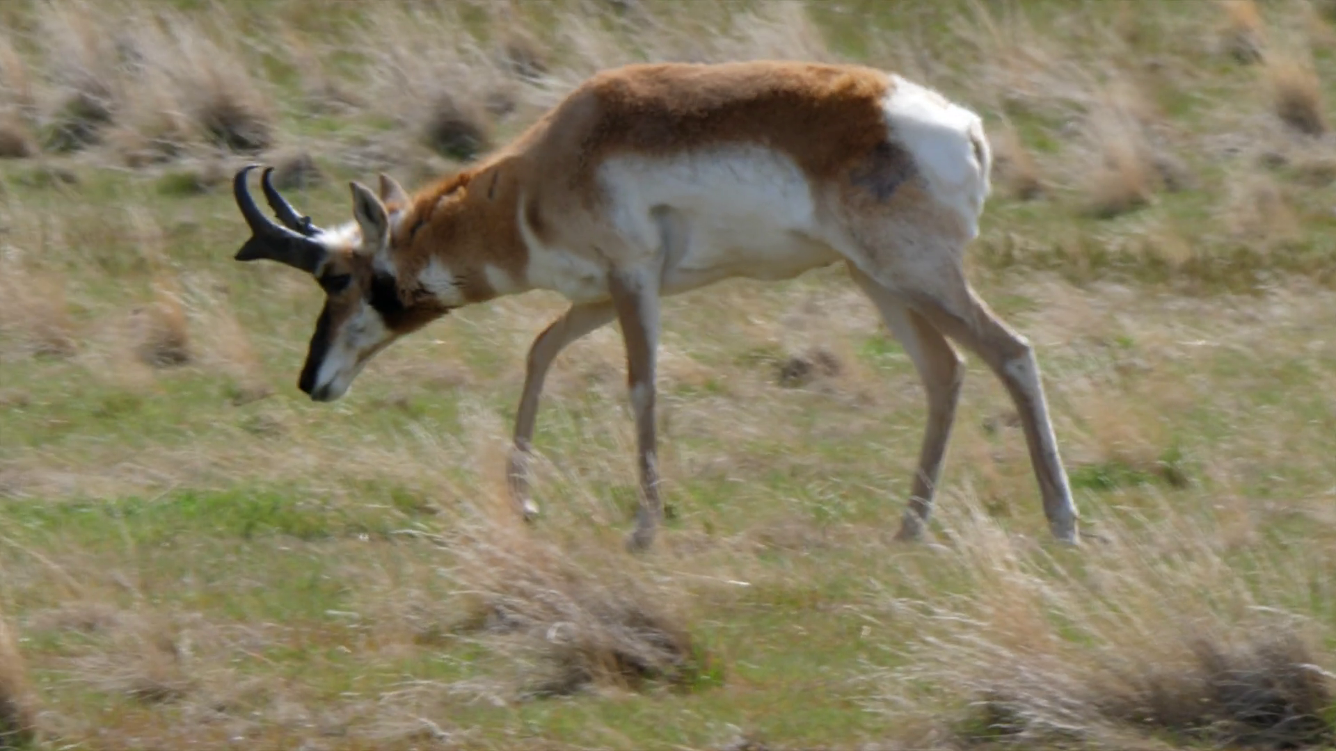 Pronghorn Antelope Grazing In The Plains Stock Video Footage 00:09 SBV ...
