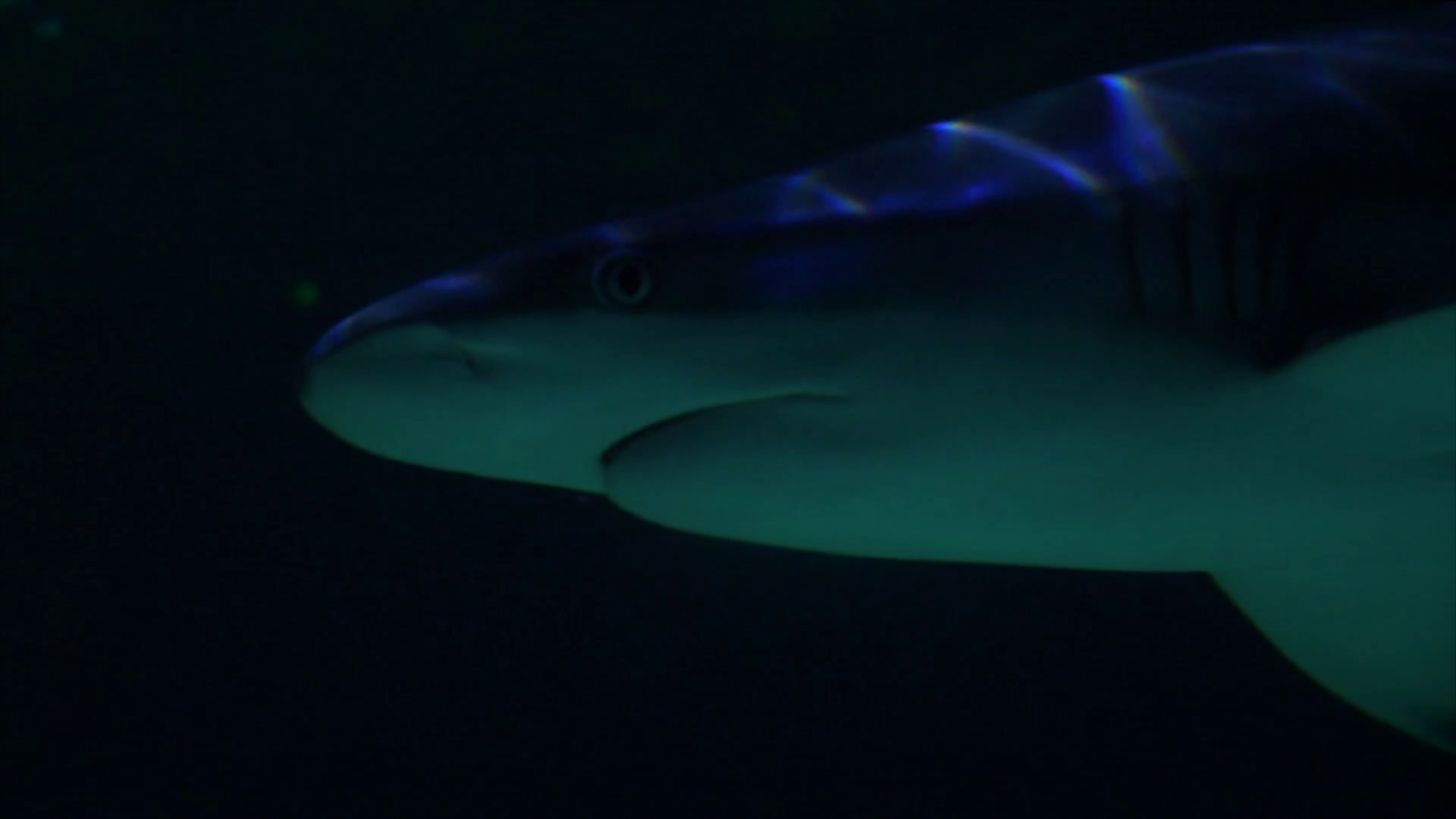 Slow Motion Of Big Shark Swimming In Big Stock Footage SBV-314839857 ...