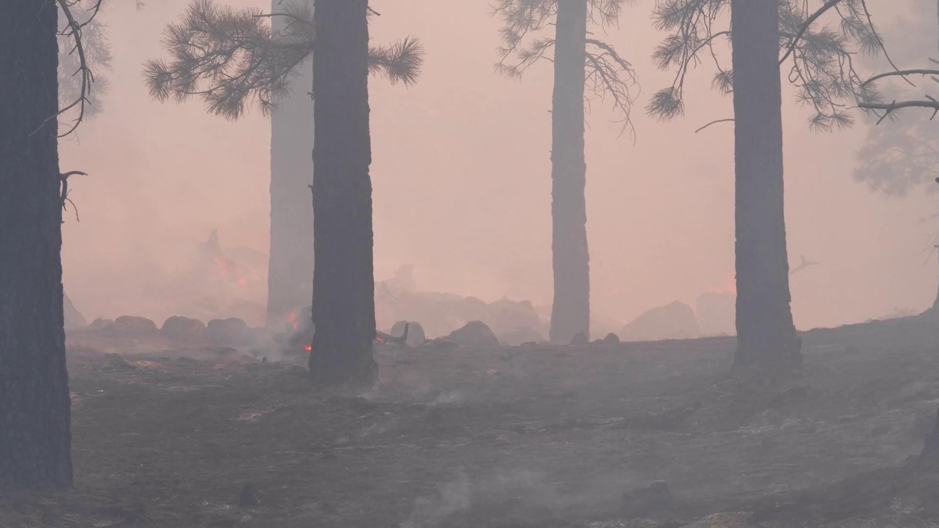 Smoke Blows Through Forest Large Wildfire Stock Footage SBV-320534621 ...