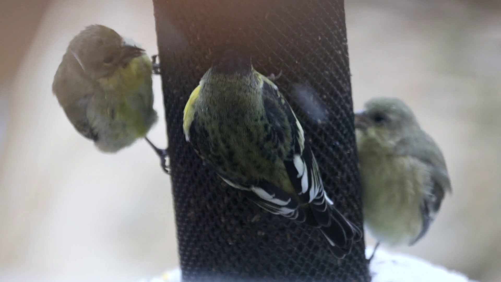 Three Finches Eating Seeds From Feeder Stock Footage SBV-347695477 ...