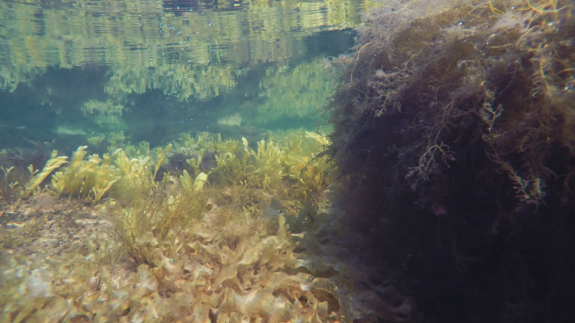 Underwater Colorful Ocean Seaweed Moving Stock Footage SBV-327247271 ...