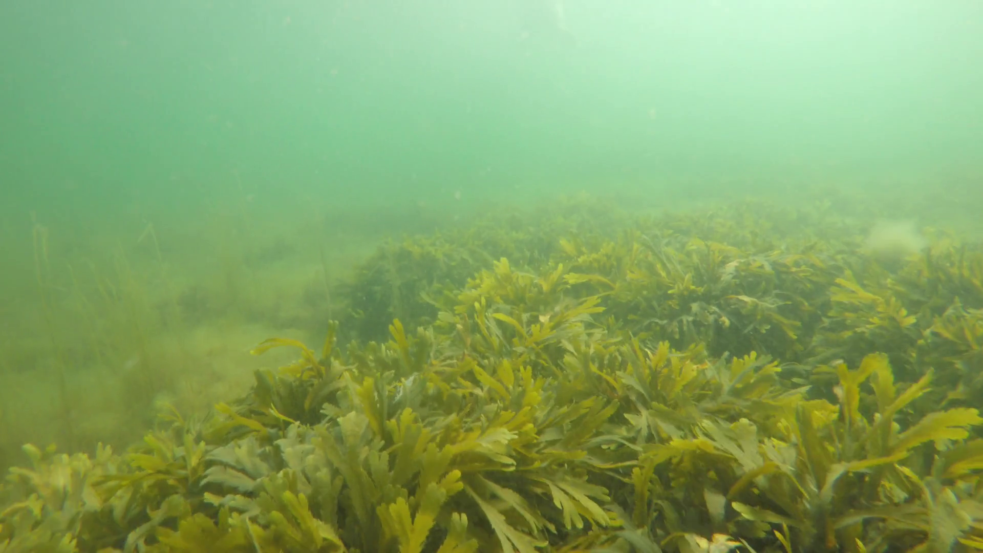 Underwater Moving Shot Of Sea Weed On Bottom Stock Footage SBV ...