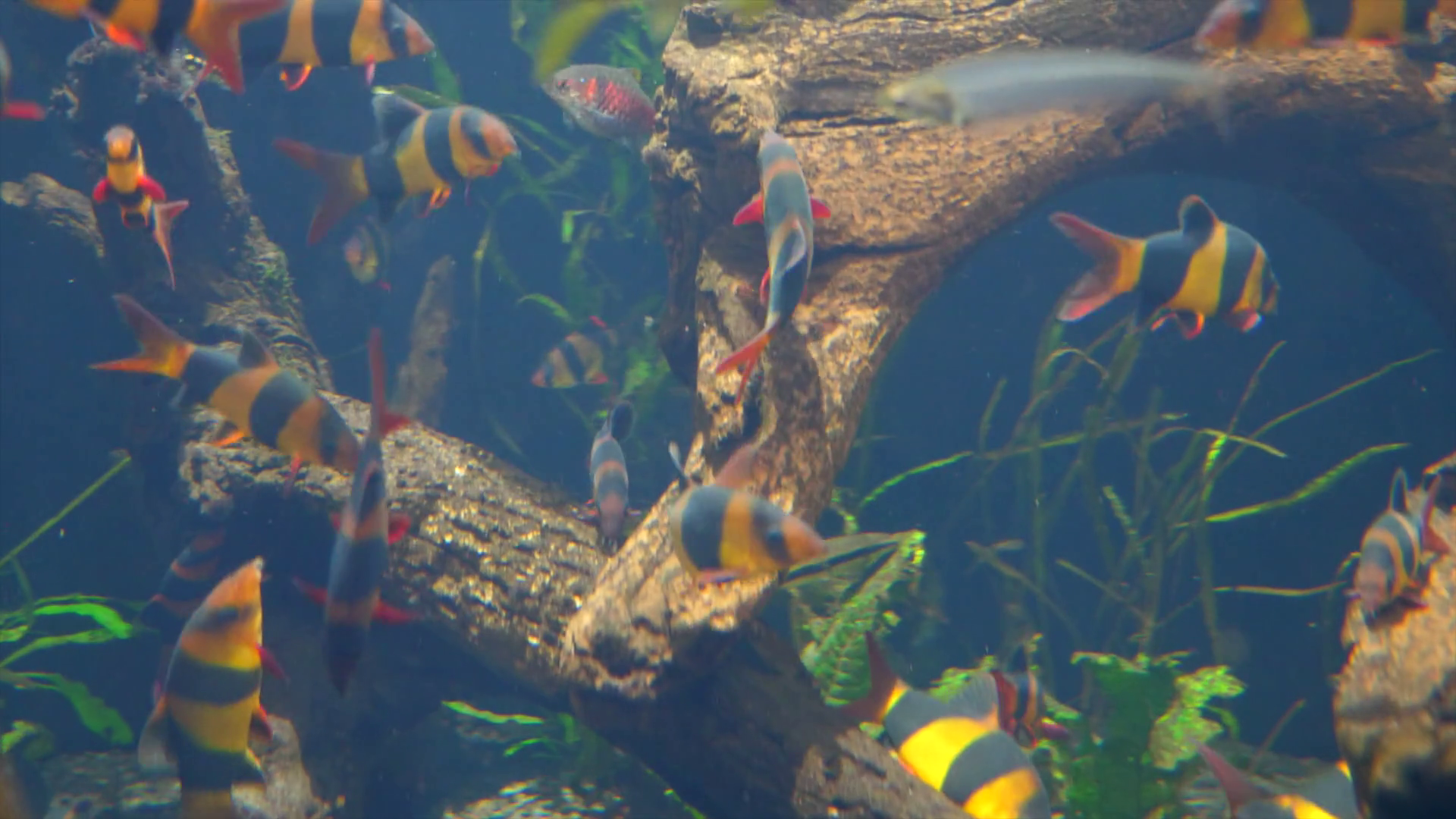 Underwater Shot Of Tropical Fish Swimming Around In Water Stock Video ...