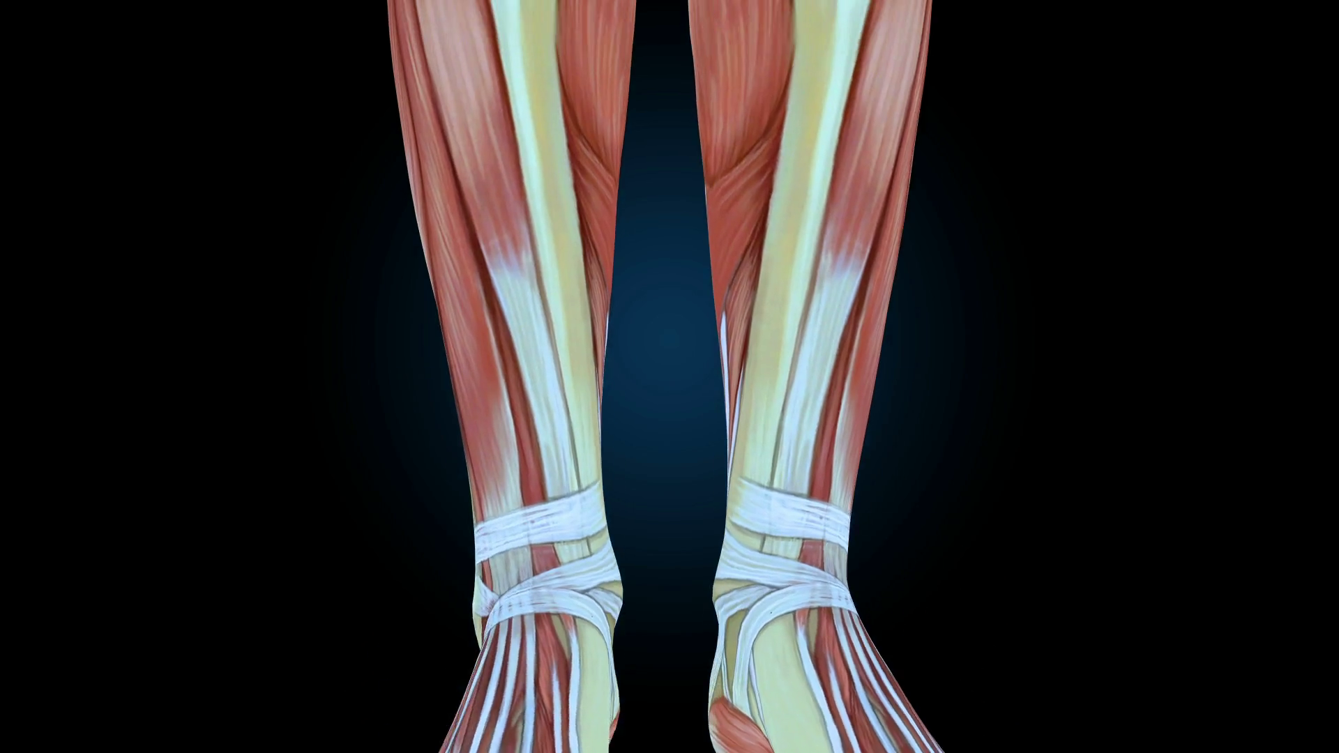 Human Muscular System Female Muscle Model Stock Motion Graphics SBV ...