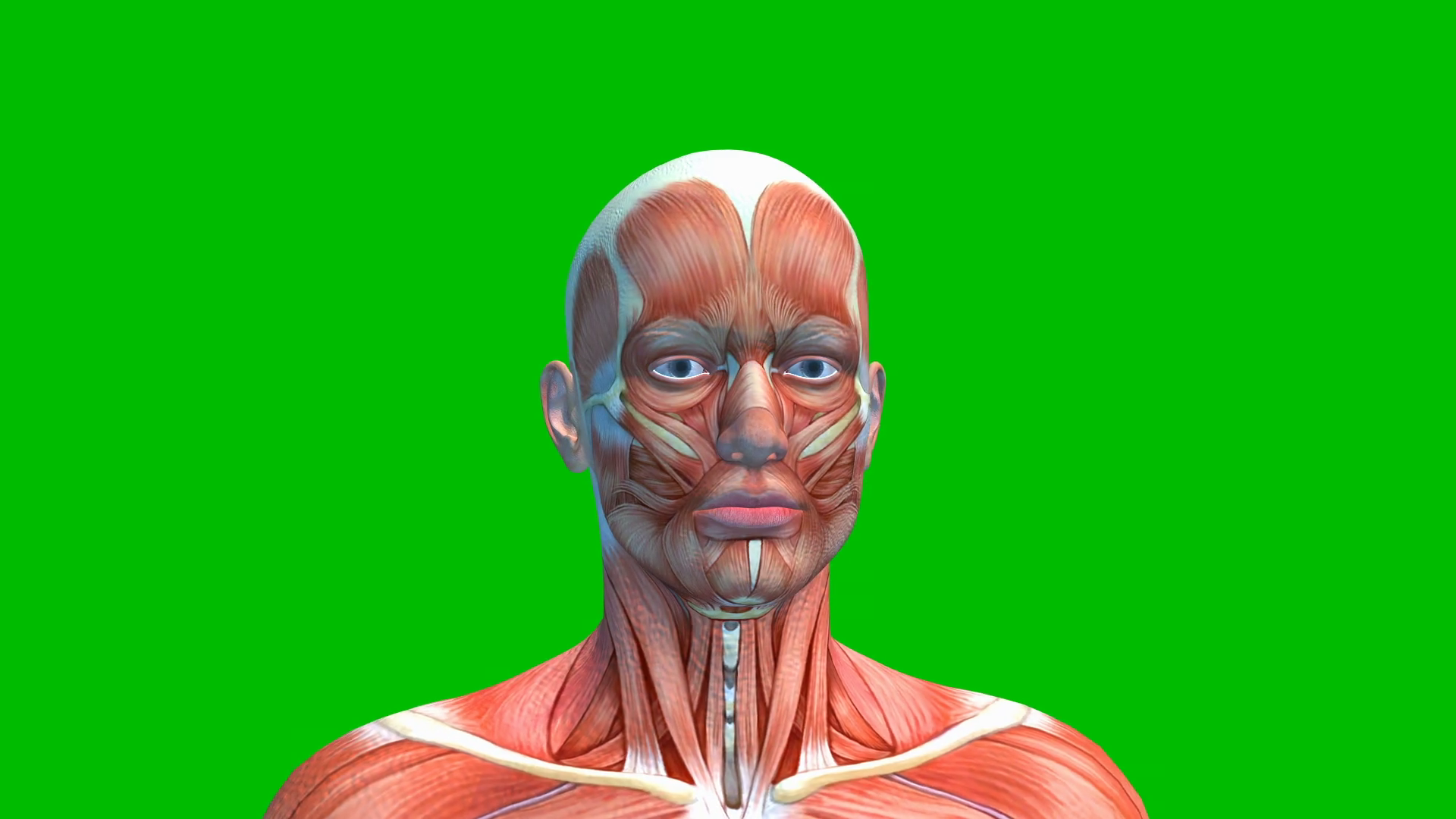 Male Head Muscles Isolated On Green Stock Motion Graphics SBV-317559943 ...
