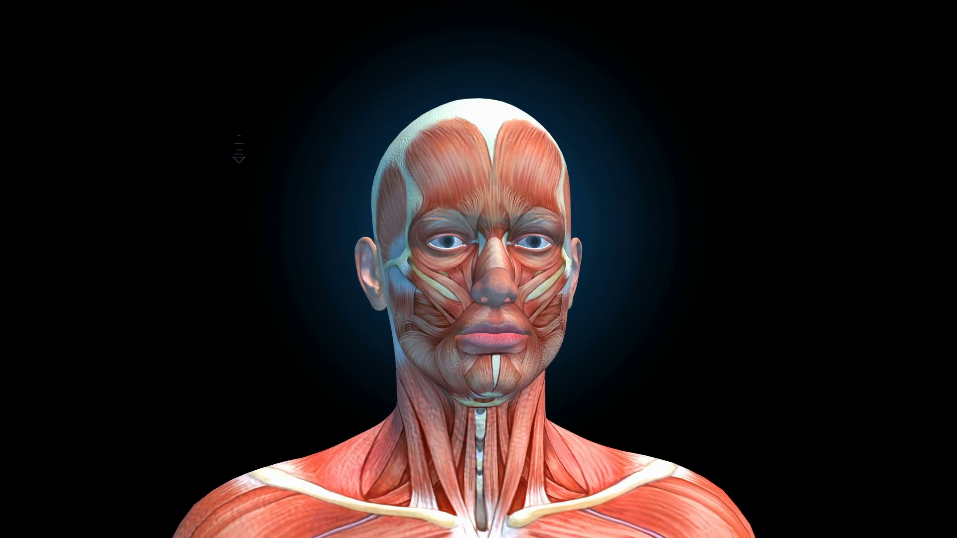 Male Head Muscles With Dna Symbols On Black Stock Motion Graphics SBV ...