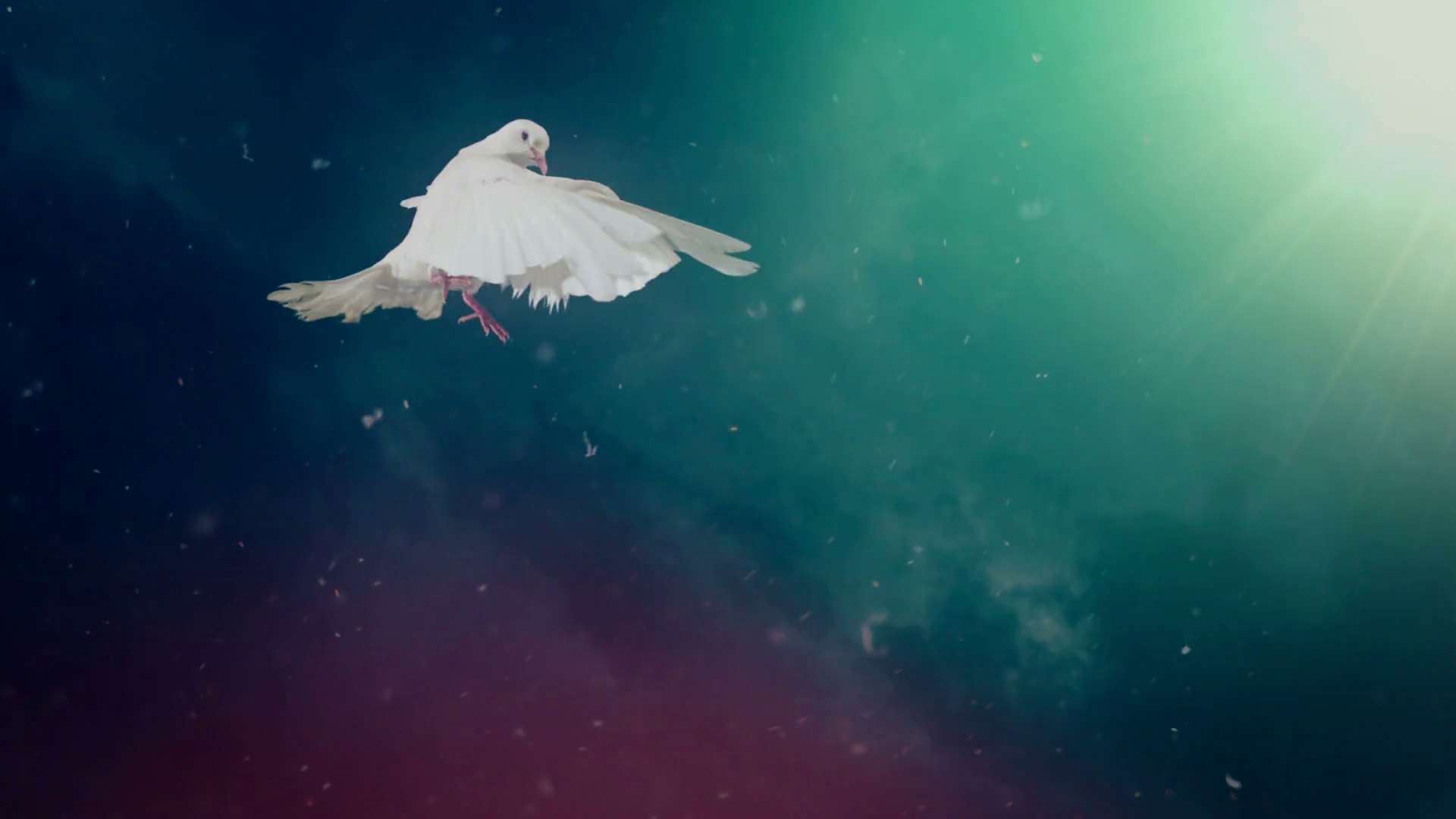 Dove Of Hope Slow Motion Side View Stock Footage SBV-307023373 ...