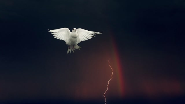 Holy Spirit Dove Flying Stock Footage: Royalty-Free Video Clips ...