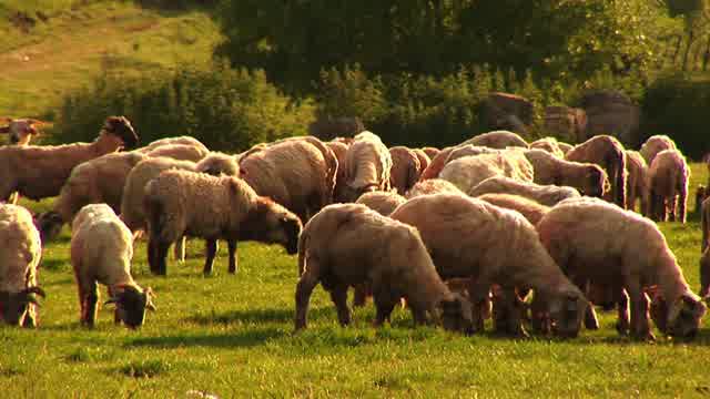 Feed Lost Stock Footage: Royalty-Free Video Clips - Storyblocks